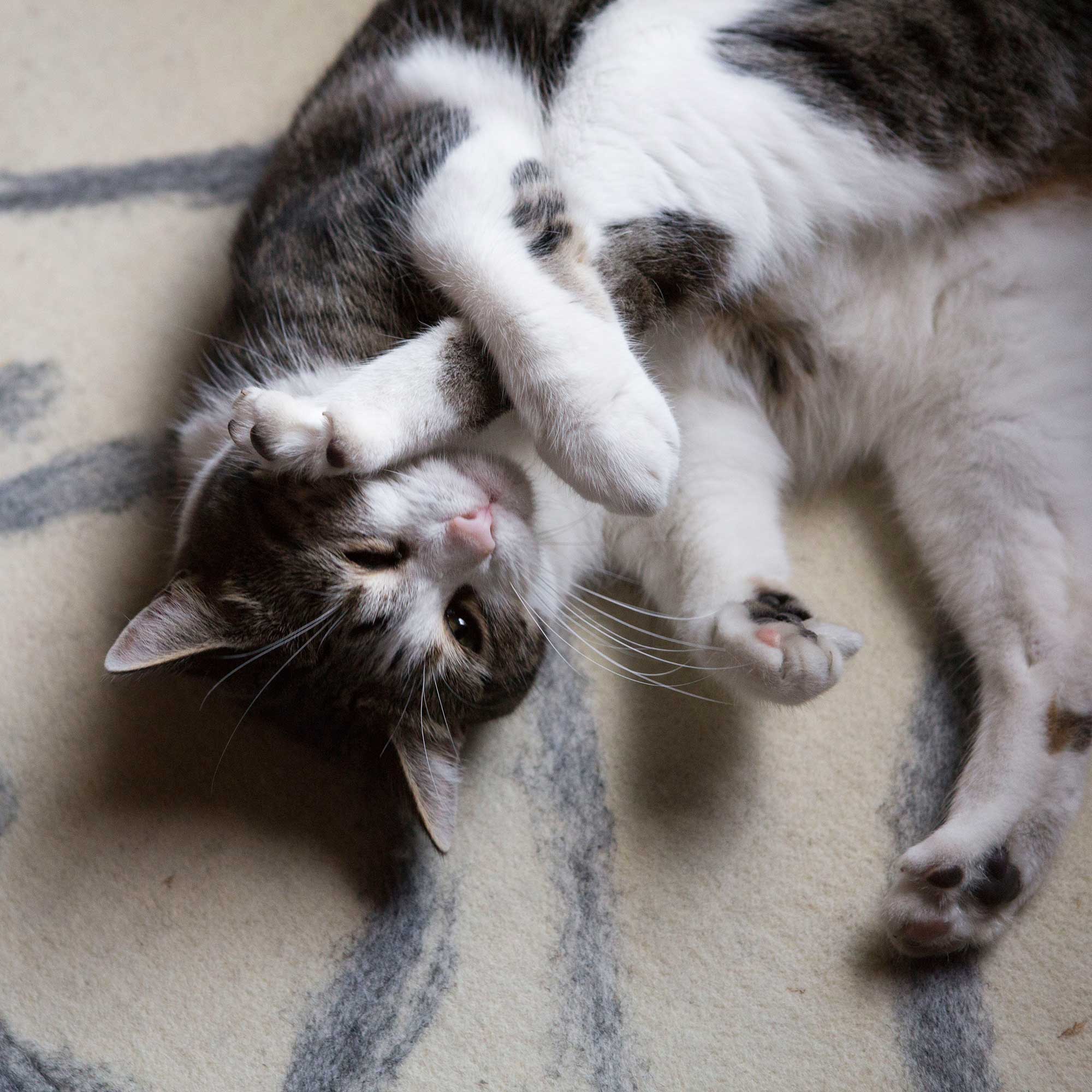 Wool Cat Mat | JG SWITZER – JG Switzer