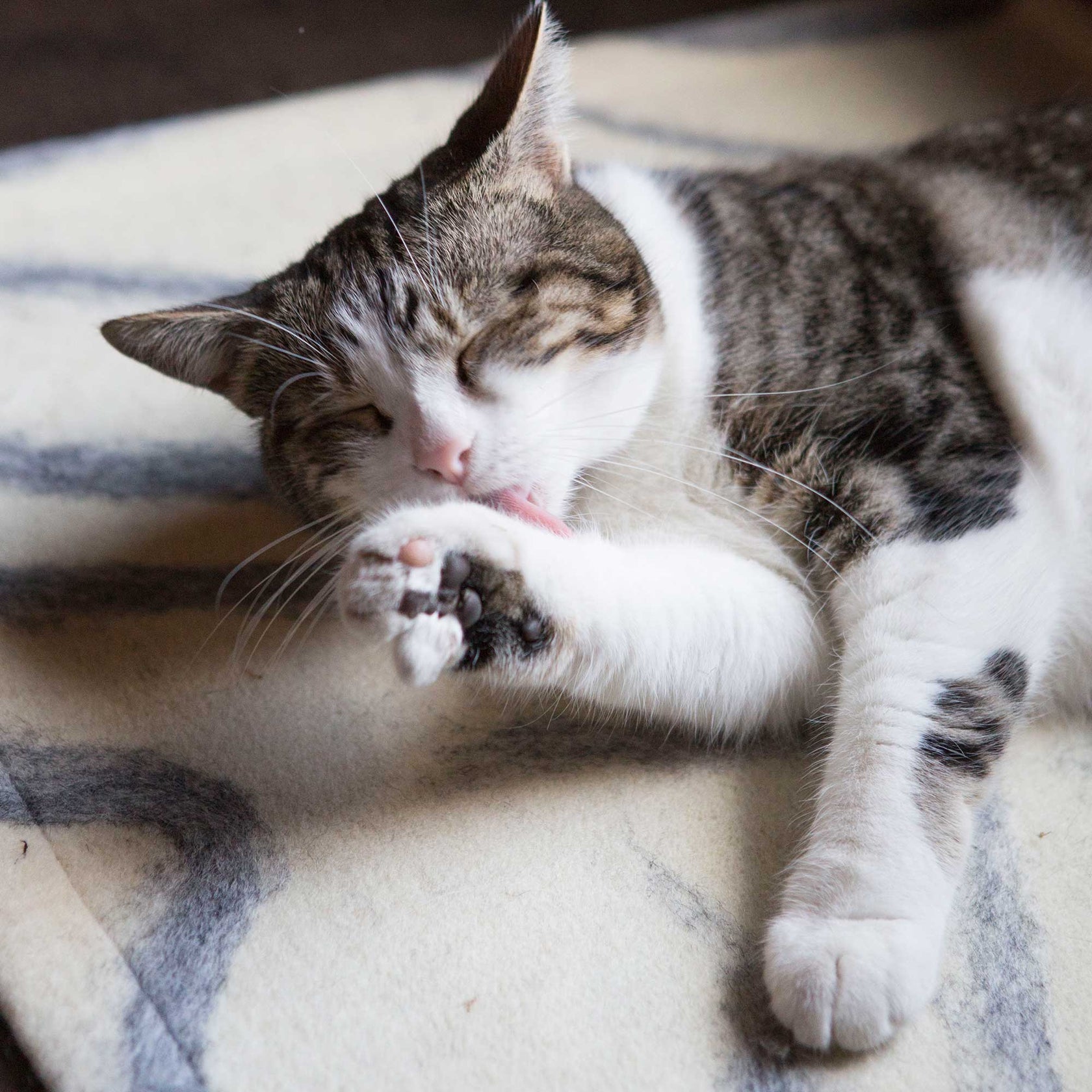 Wool Cat Mat | JG SWITZER – JG Switzer